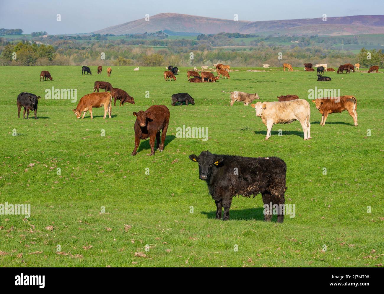 Livestock grazing field hi-res stock photography and images - Alamy