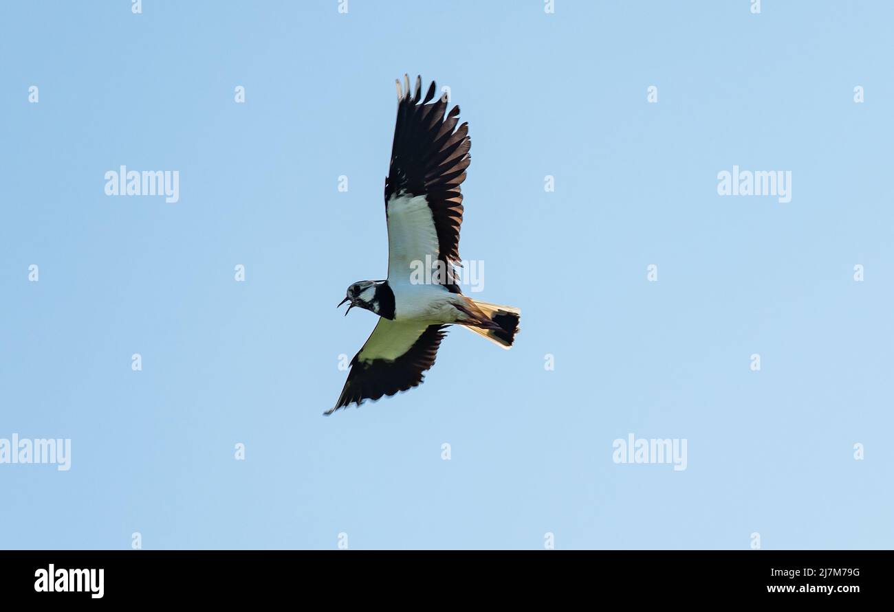 Lapwing flying field hi-res stock photography and images - Alamy