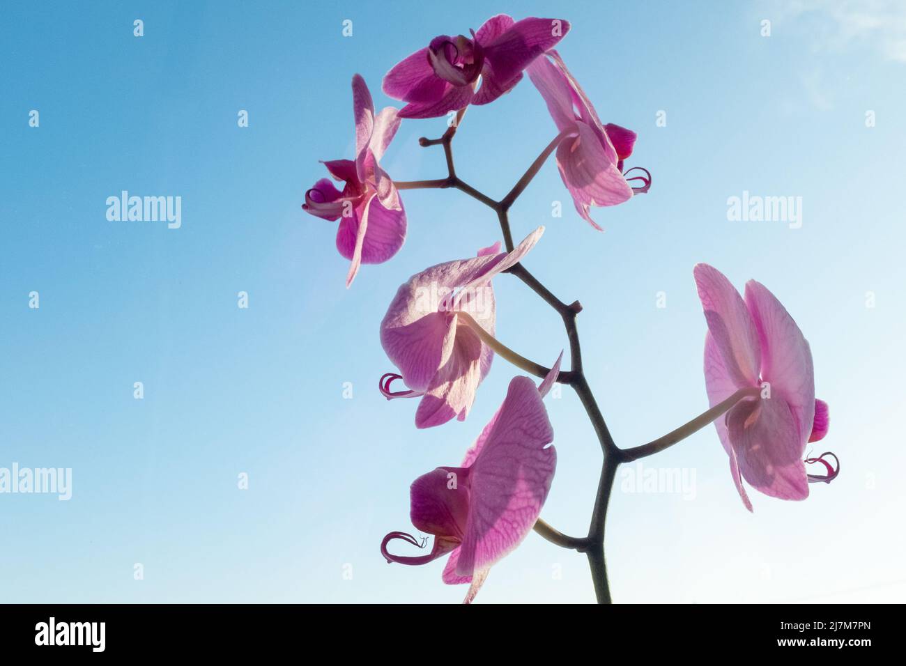 Purple orchid flowers on sky-blue background, close-up. Amazing ...