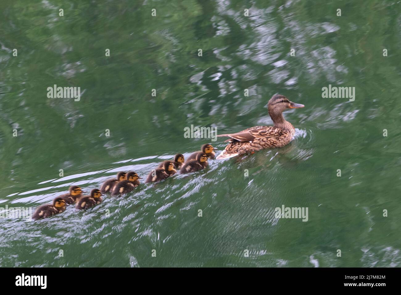 BEIJING, CHINA - MAY 10, 2022 - A mother duck feeds and plays in the ...