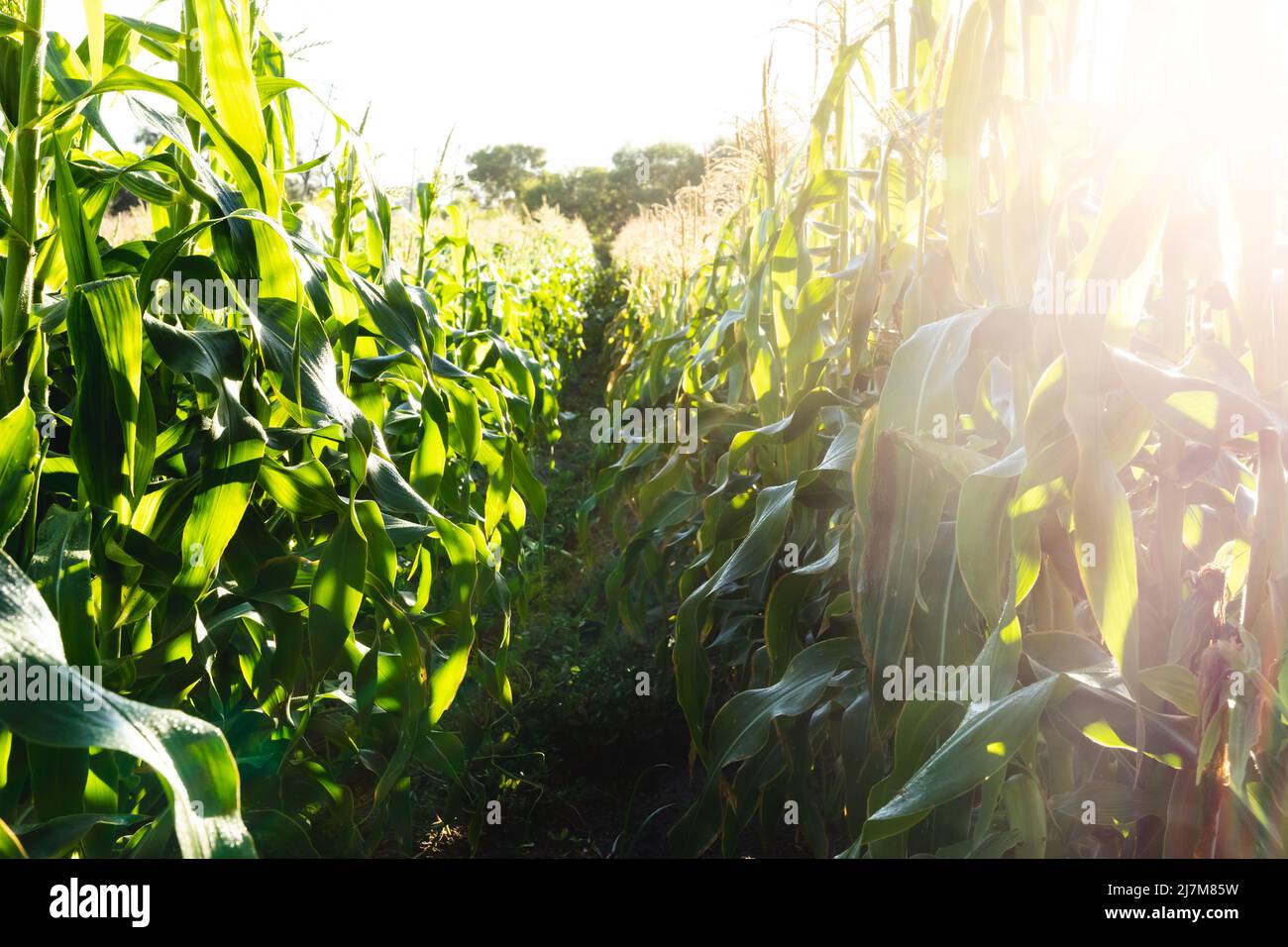 Sunny crops hi-res stock photography and images - Alamy