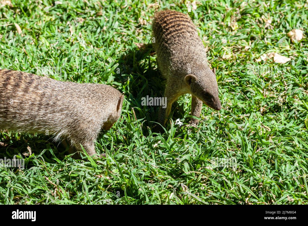 African weasel hi-res stock photography and images - Alamy