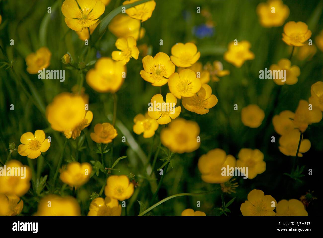 Bulbous buttercups (Ranunculus bulbosus) and long grasses, part of a ...