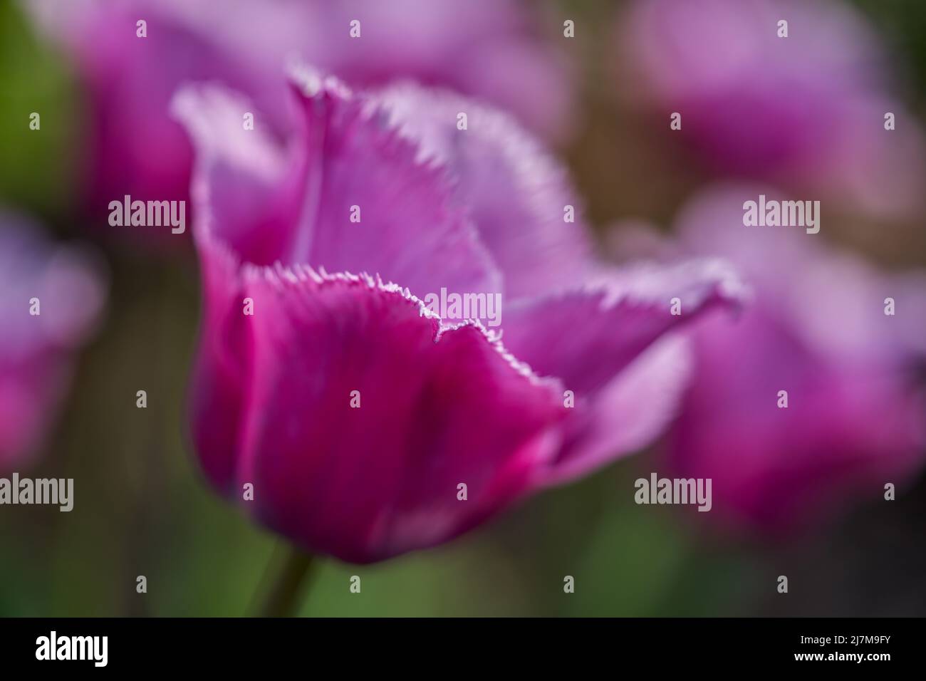 Lush,colorful purple tulip tulipa blossom flowers close up Stock Photo ...
