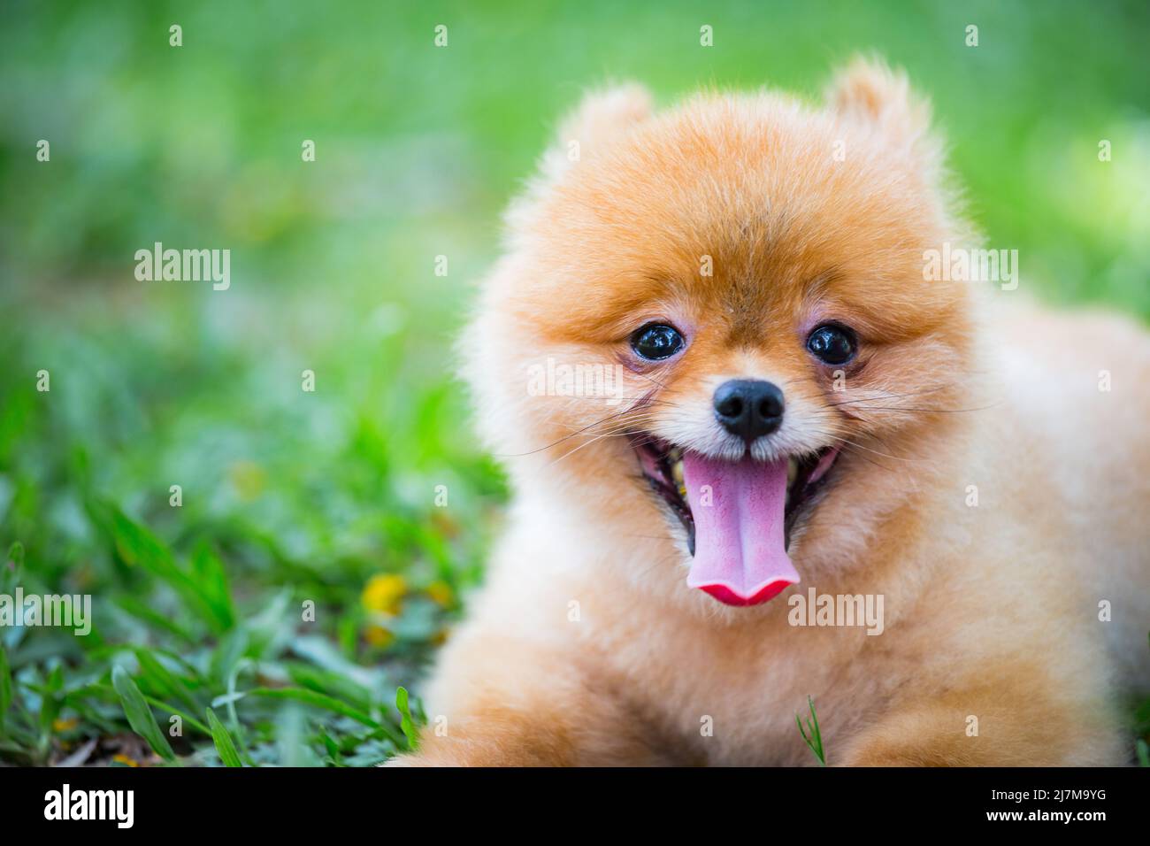 Baby dog hi-res stock photography and images - Alamy