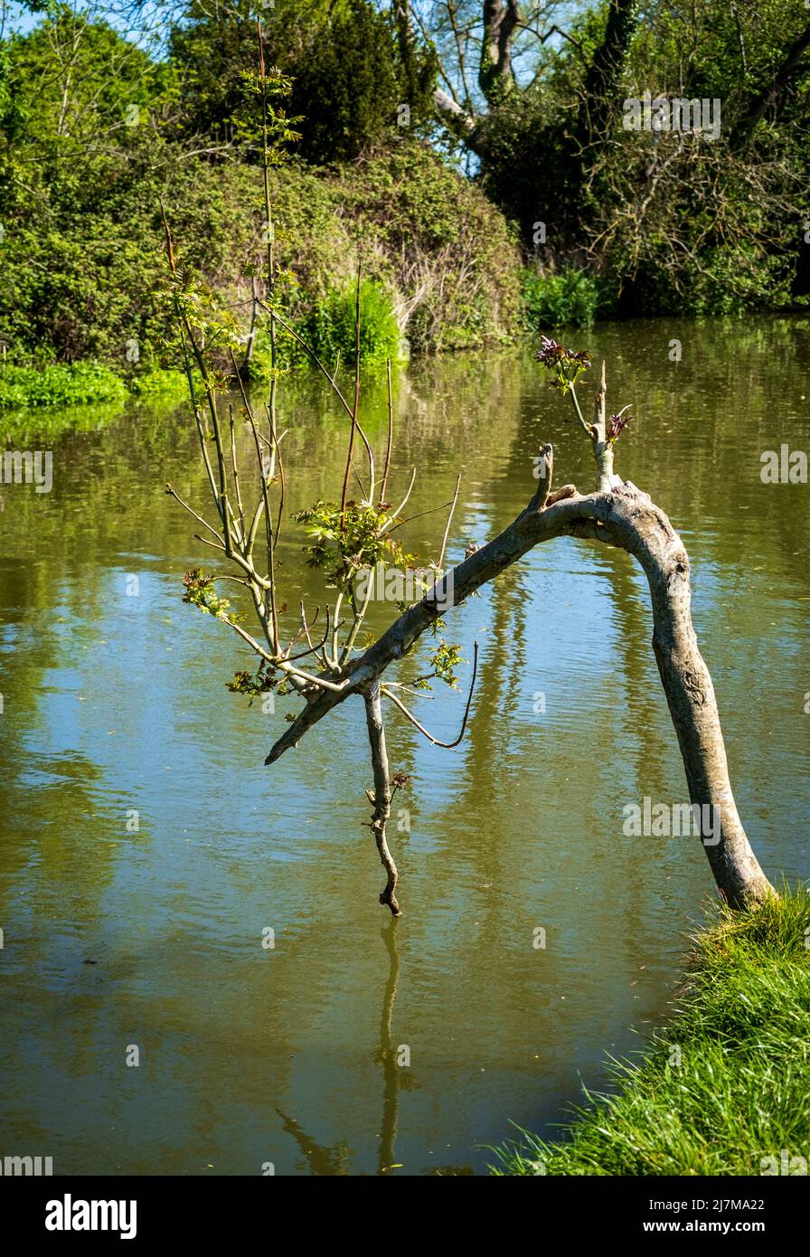 Tree branch appearing to be about to dive into a river on a summer day ...