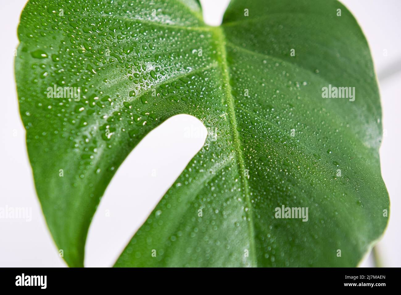 Close up beautiful young leaf of monstera on white background Stock ...