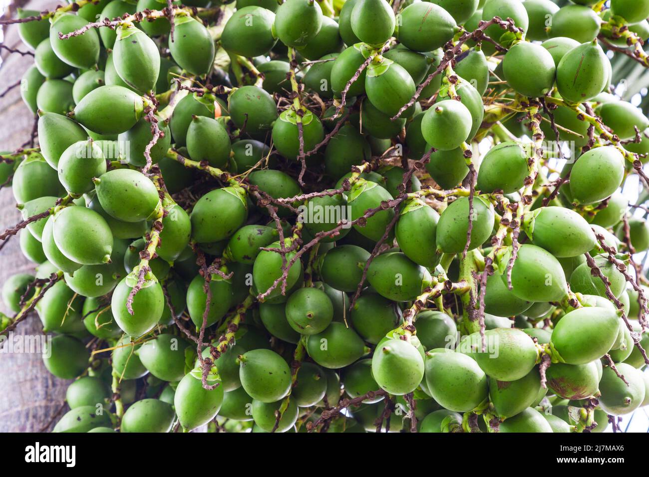 Areca nut plantation hi-res stock photography and images - Alamy
