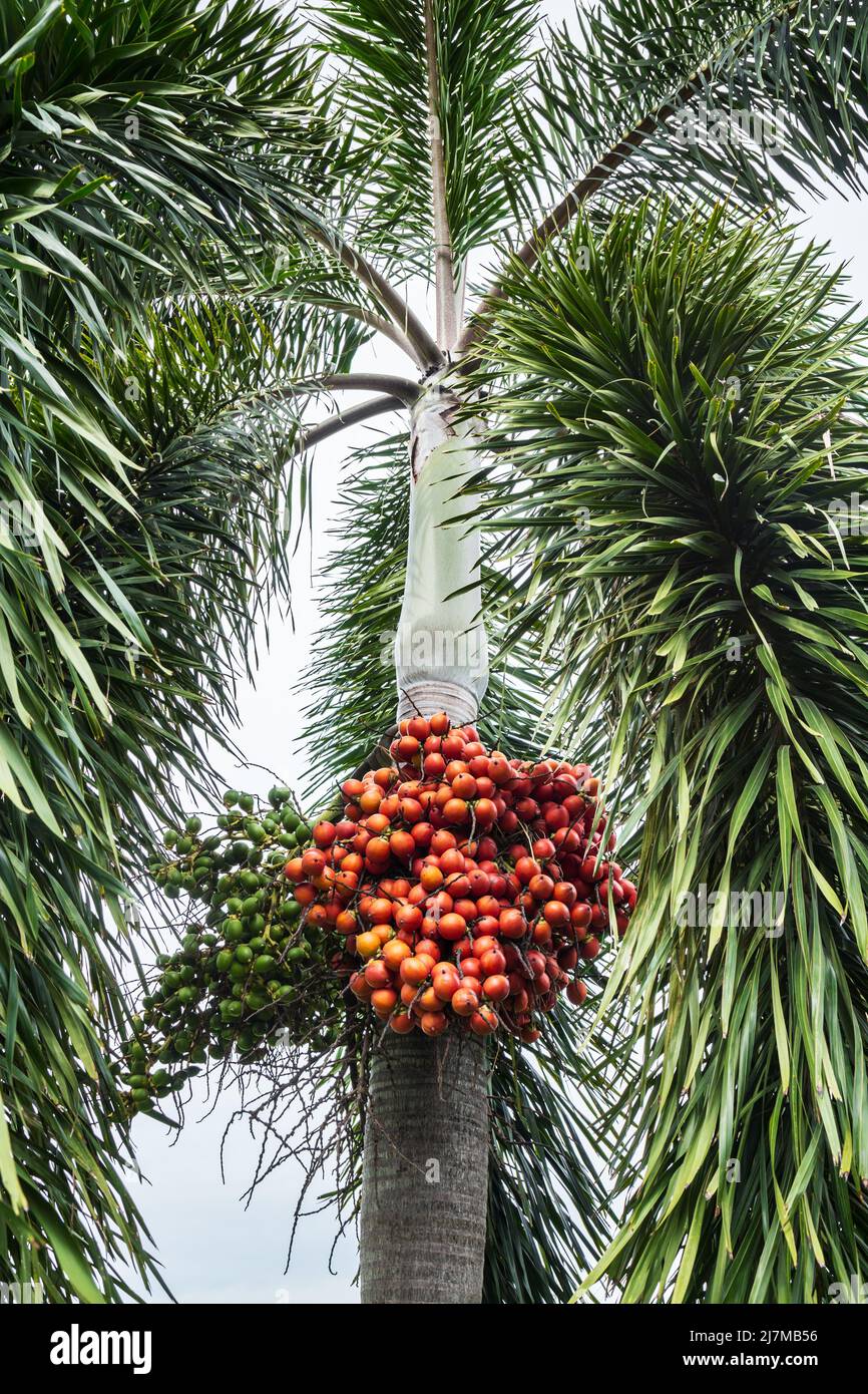 Areca plantation hi-res stock photography and images - Alamy