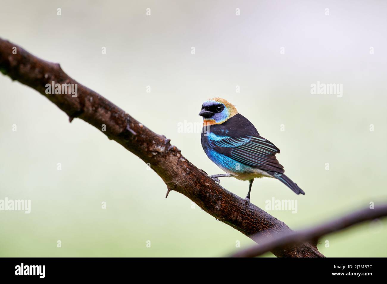 golden-hooded tanager (Stilpnia larvata), Maquenque Eco Lodge, Costa ...