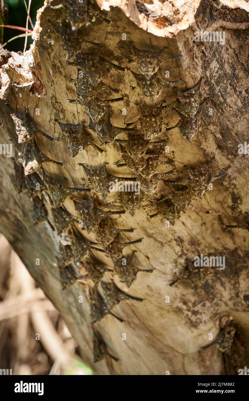 Proboscis bats or long-nosed bats (Rhynchonycteris naso) resting on a ...