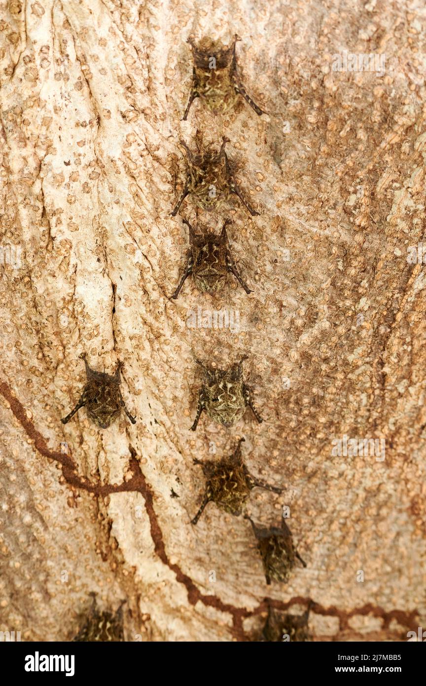 Proboscis bats or long-nosed bats (Rhynchonycteris naso) resting on a ...
