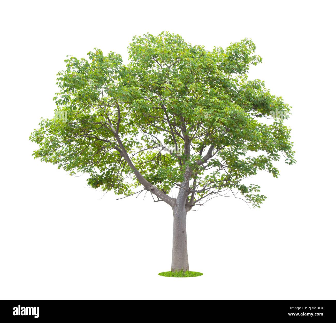 The Single Tree isolated on white background, With Clipping path Stock ...
