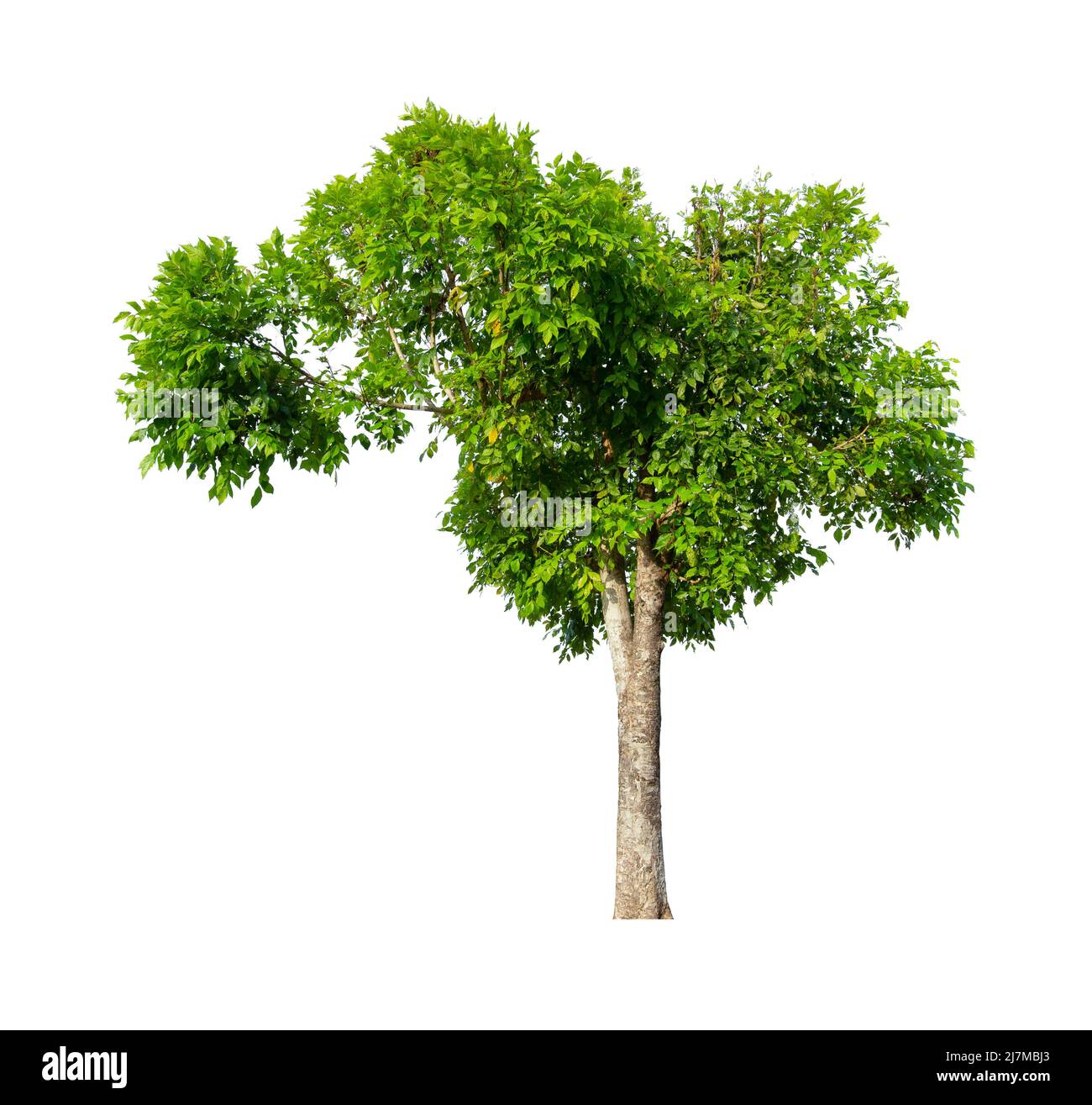 The Single Tree isolated on white background, With Clipping path Stock ...