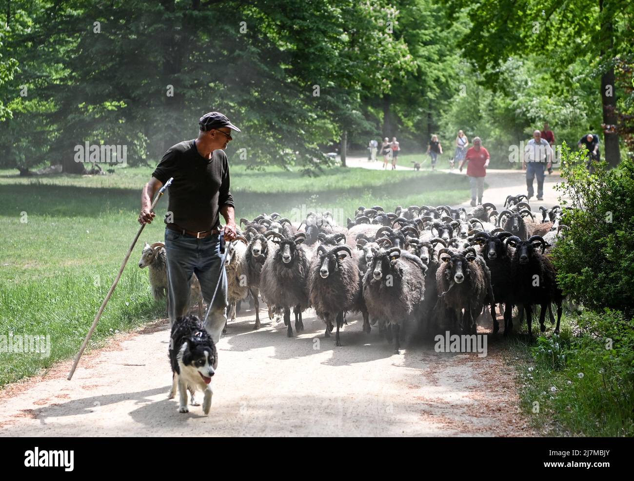 10 May 2022, Berlin: Shepherd Björn Hagge brings his Gotland sheep to ...