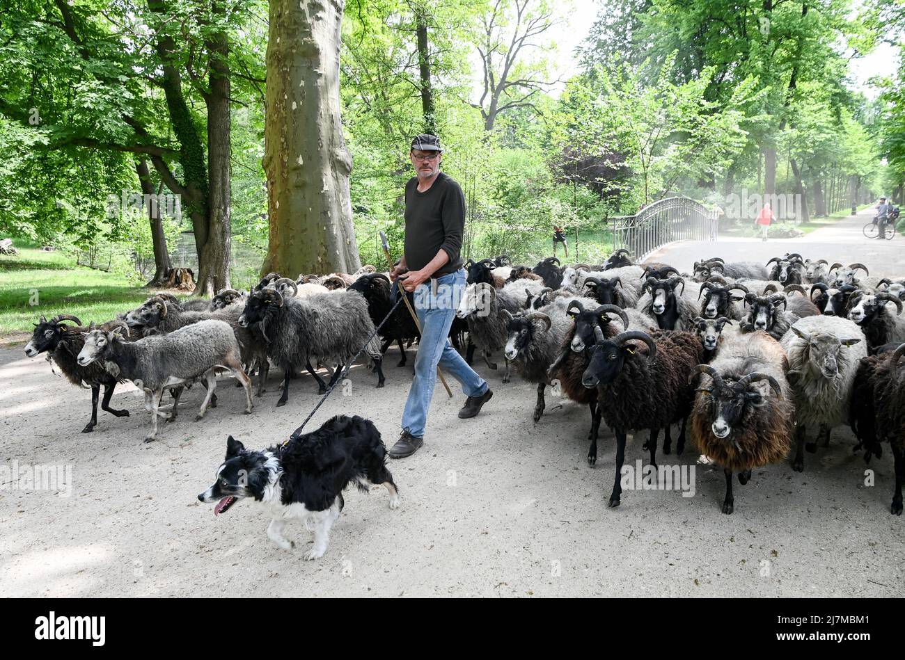 10 May 2022, Berlin: Shepherd Björn Hagge brings his Gotland sheep to ...