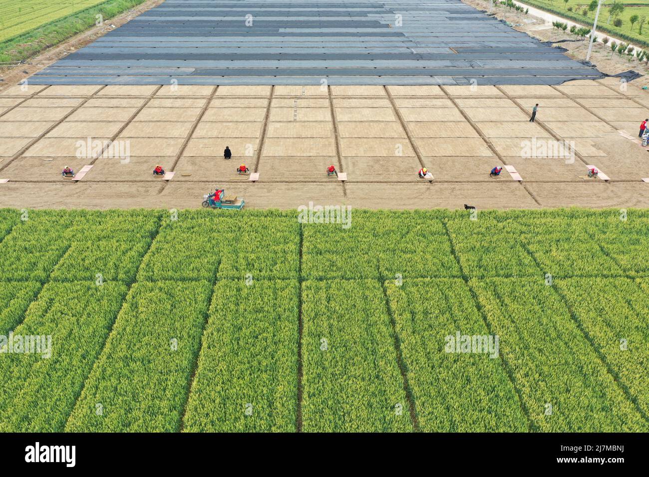 Aerial seeding rice hi-res stock photography and images - Alamy