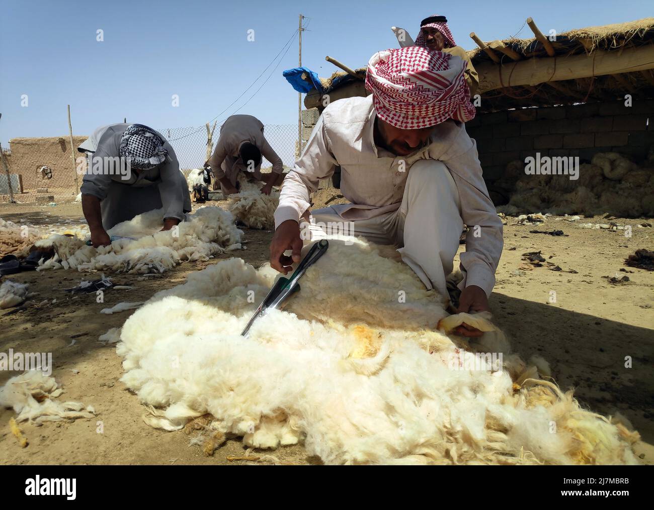 Baghdad, Iraq. 10th May, 2022. Cattle breeders shear sheep on a farm in ...