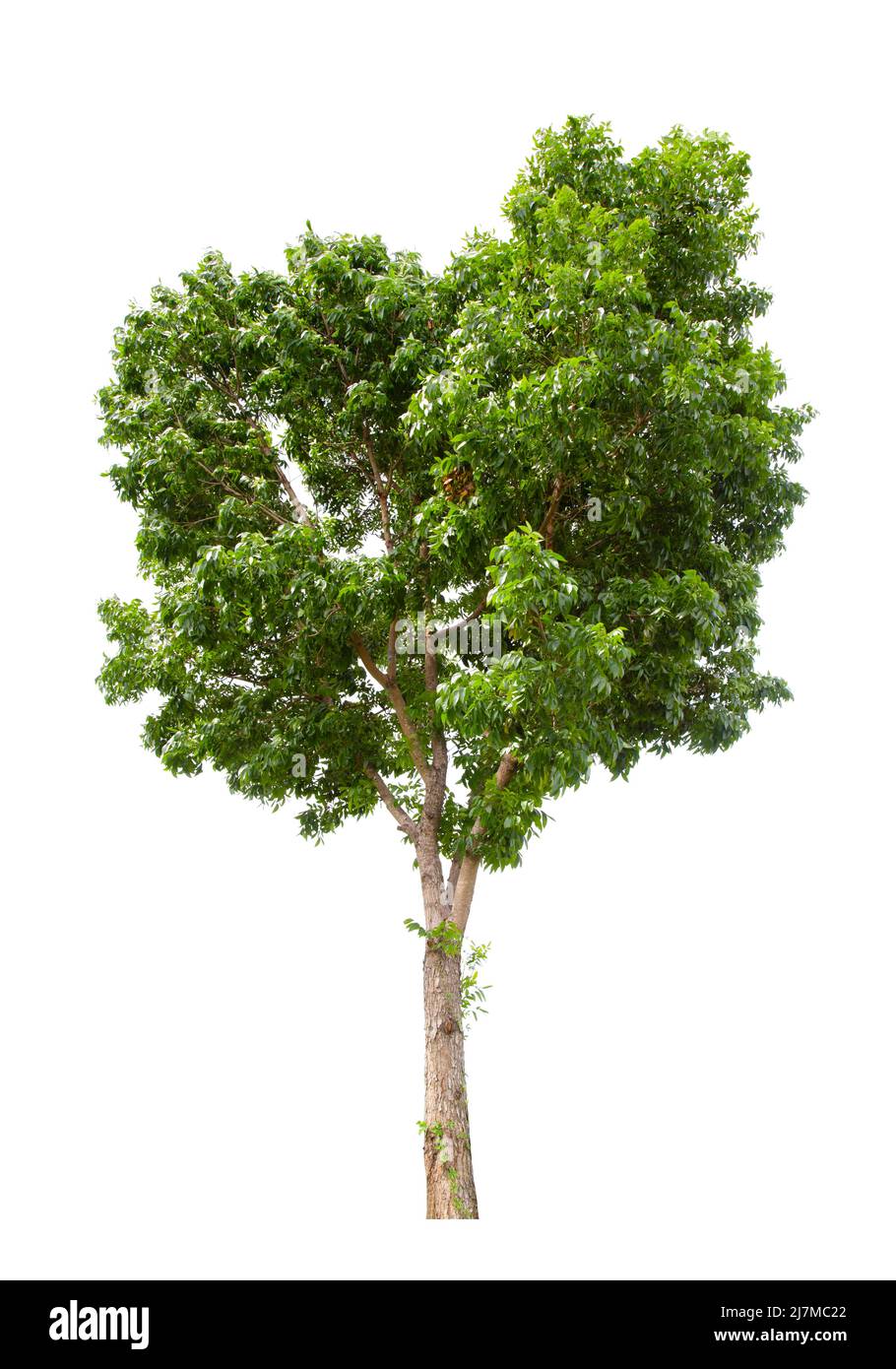 The Single Tree isolated on white background, With Clipping path Stock ...