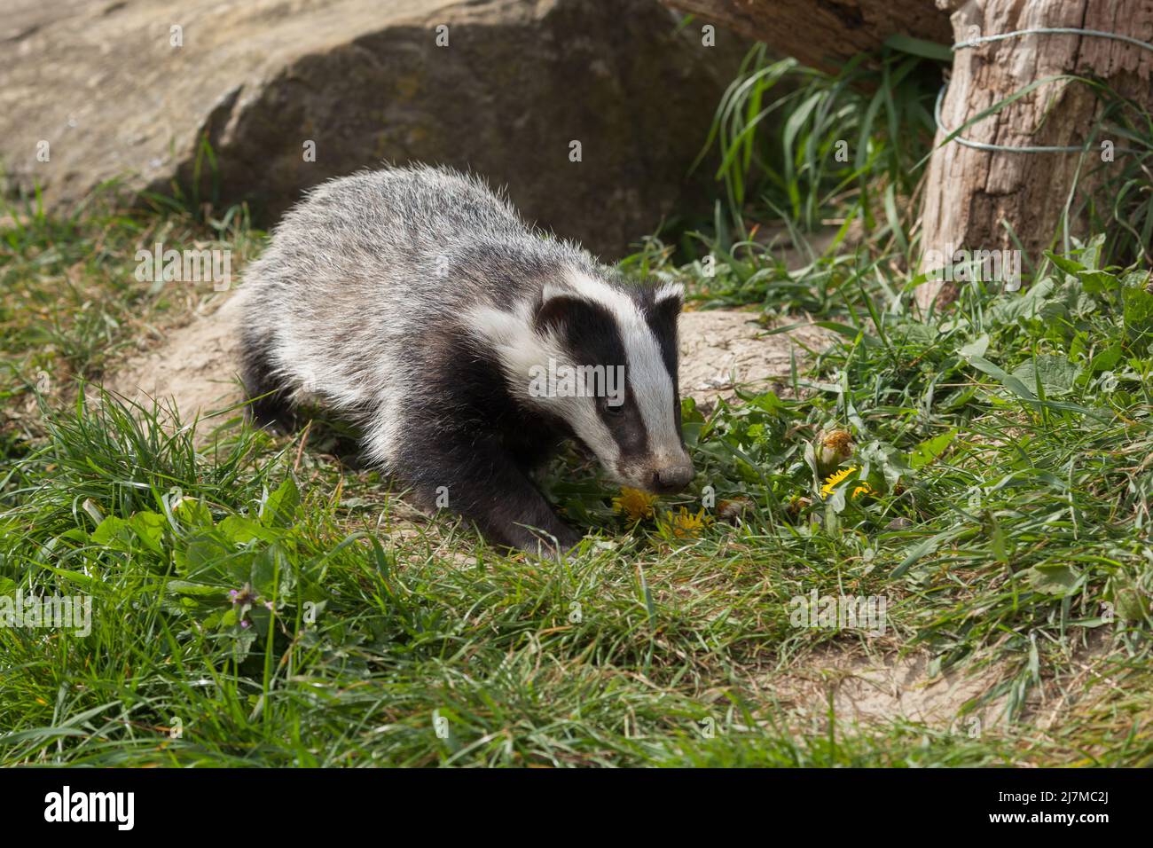 Young Badger (Meles meles) in a Woodland in Daylight Stock Photo - Alamy