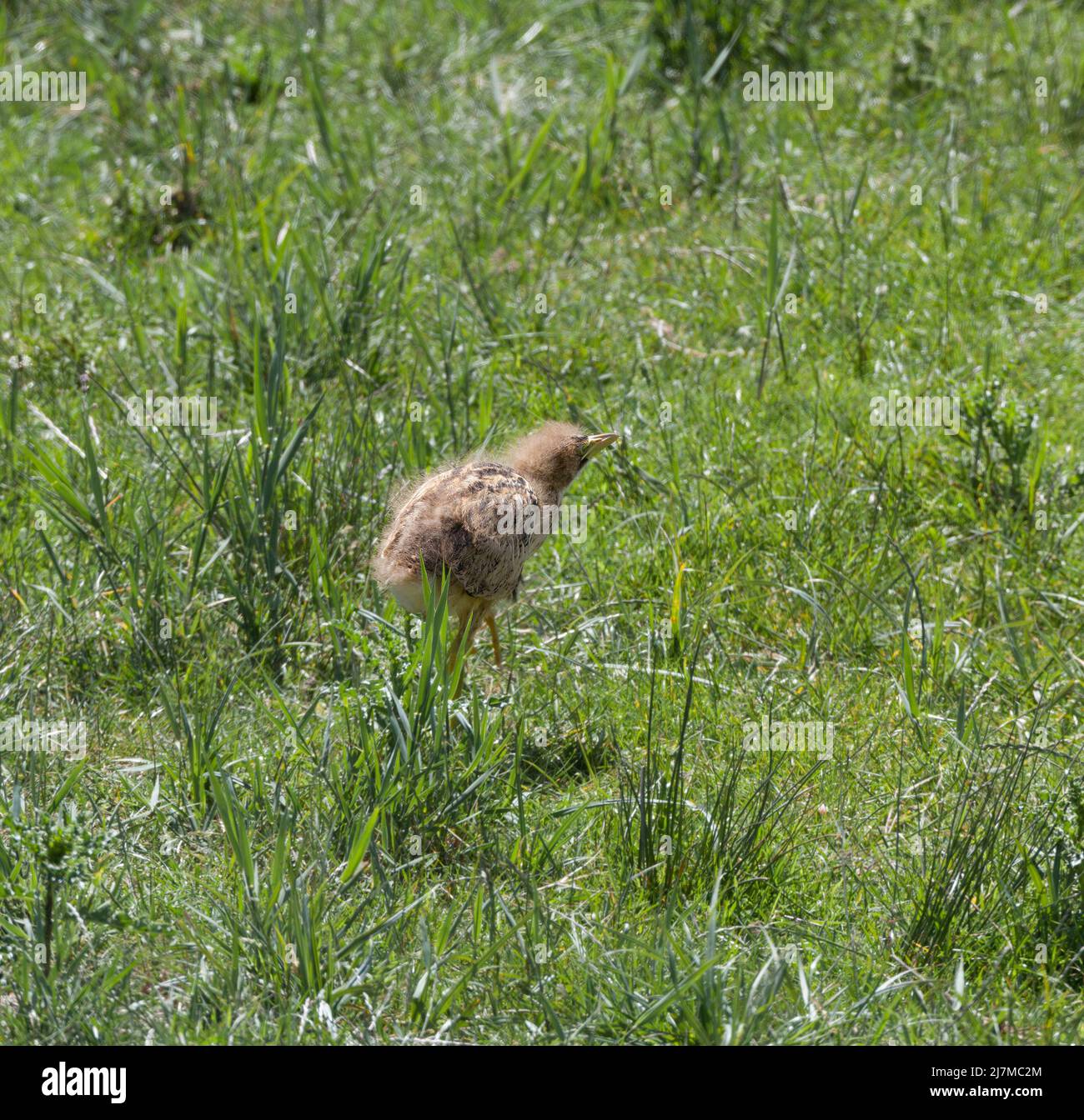 Young Bittern Chick (Botaurus stellaris) Walking Away from its Nest ...