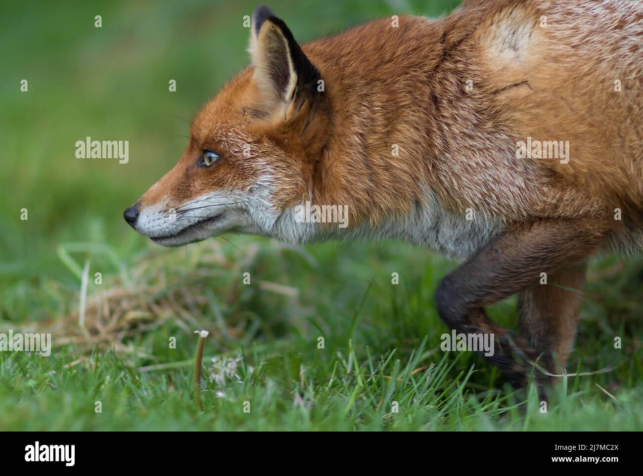 Red Fox (Vulpes vulpes) Stalking Prey Stock Photo - Alamy