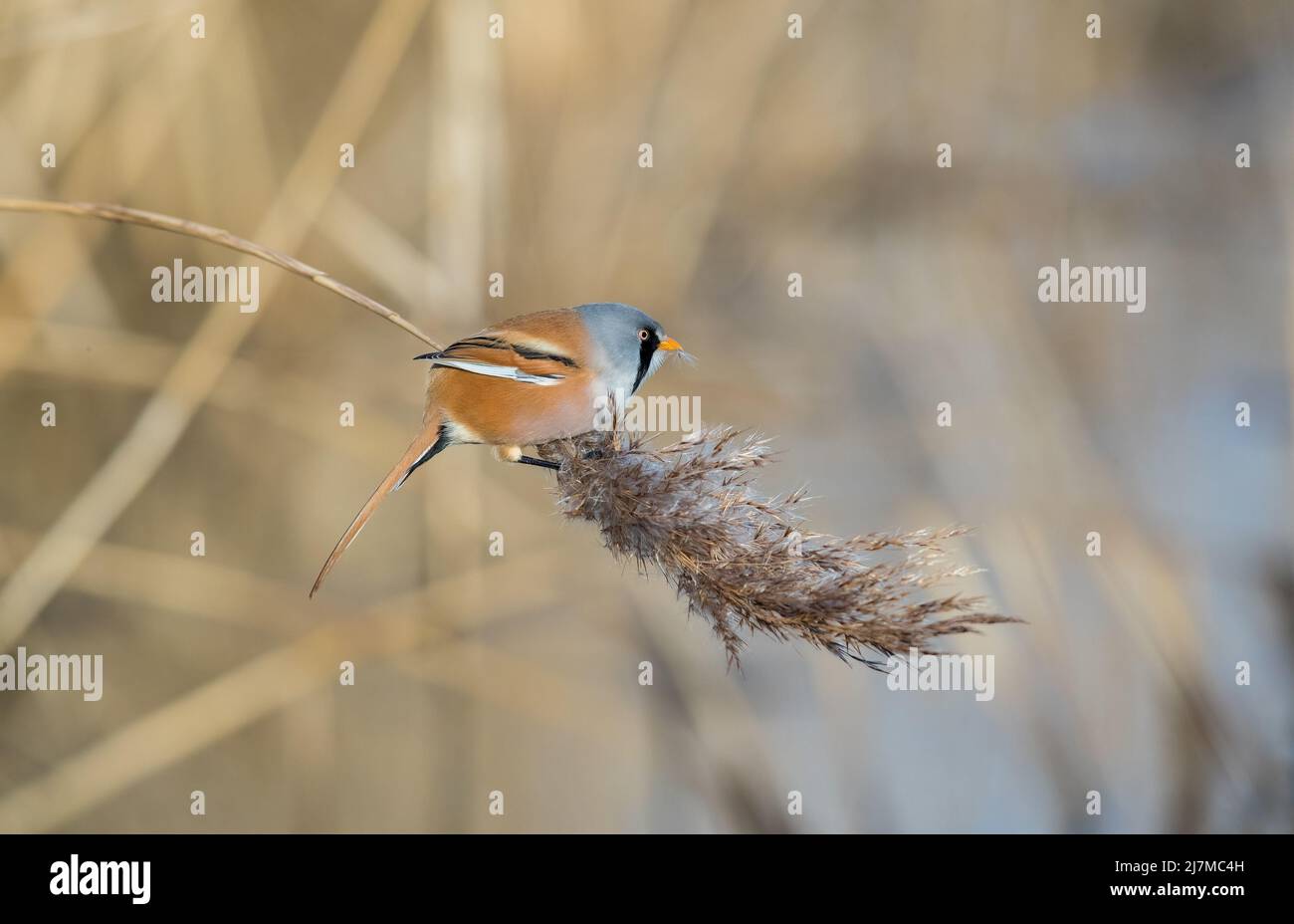 Male Bearded Tit or Reedling (Panurus biarmicus) Feeding on Seeds from ...