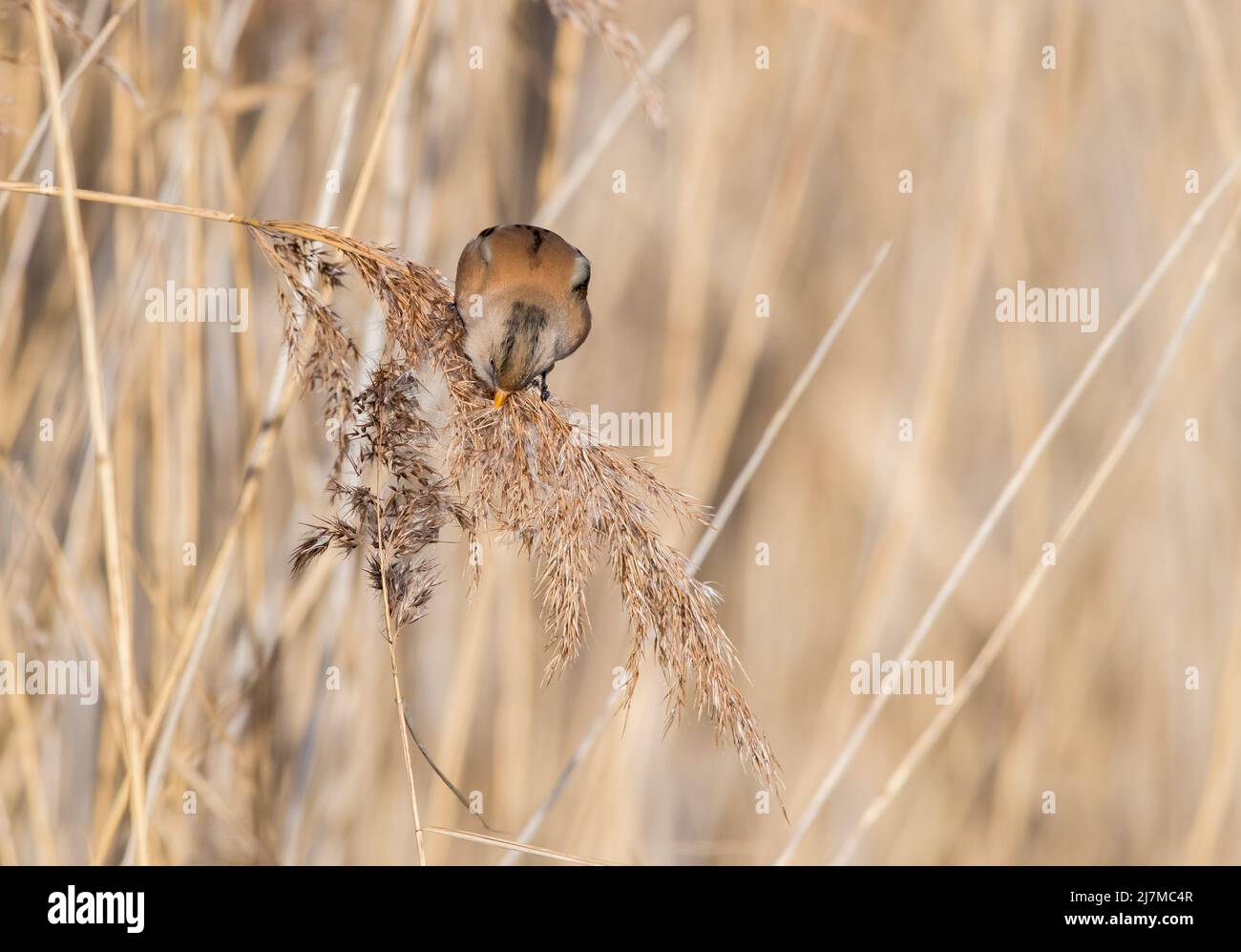 Female Bearded Tit or Reedling (Panurus biarmicus) Feeding on Seeds ...