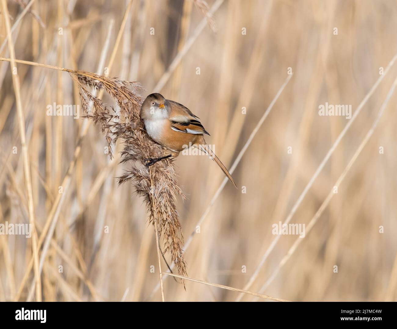 Male Bearded Tit or Reedling (Panurus biarmicus) Feeding on Seeds from ...