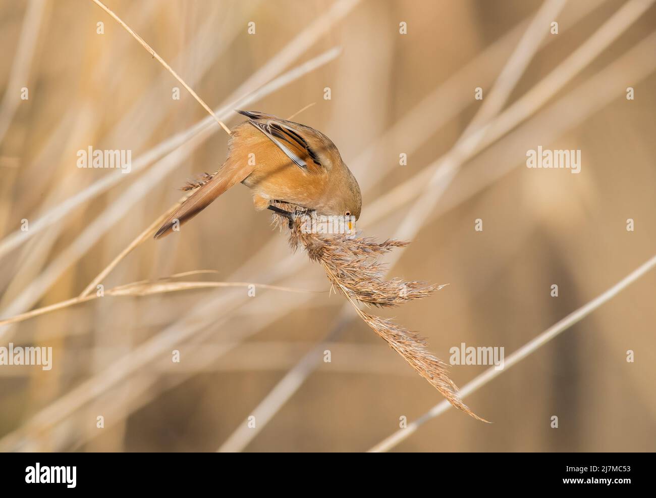 Female Bearded Tit or Reedling (Panurus biarmicus) Feeding on Seeds ...