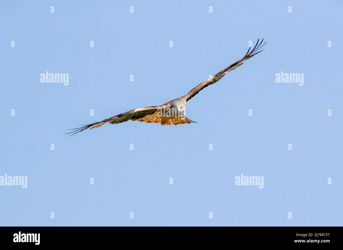 Red kite feather up close hi-res stock photography and images - Alamy