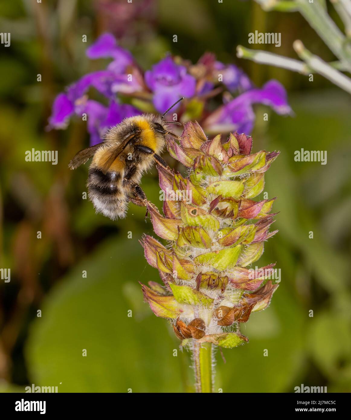 Bombus lucorum flying to a flower hi-res stock photography and images ...