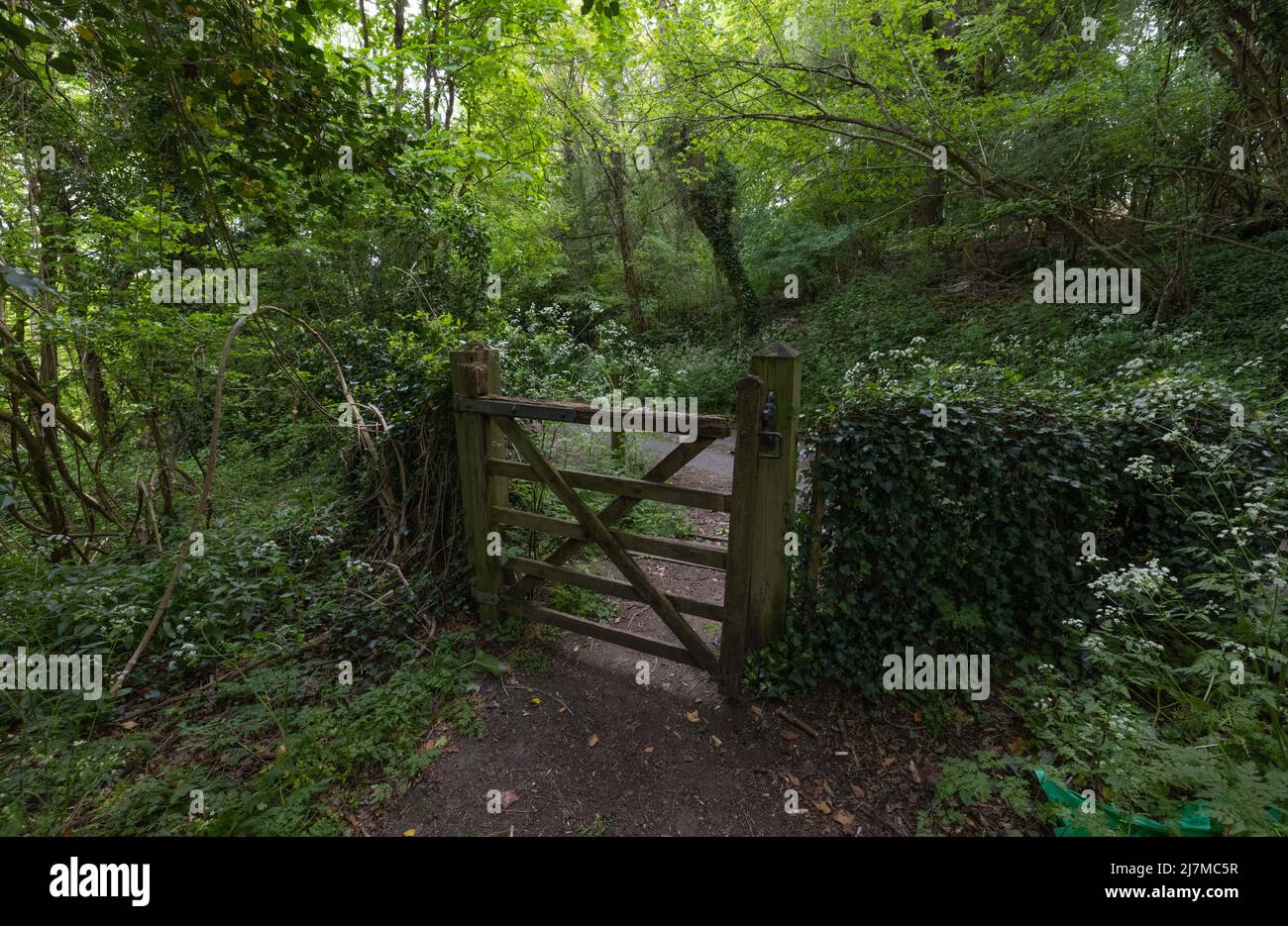 Woodland Gate. An Old and Rotten Gate Divides a Woodland from a Quiet ...