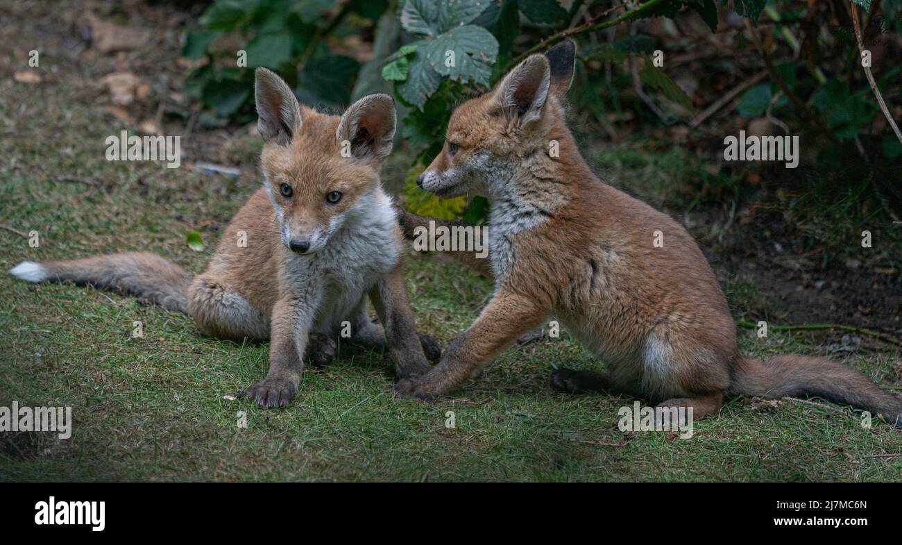 fox cub playing outdoors Stock Photo - Alamy