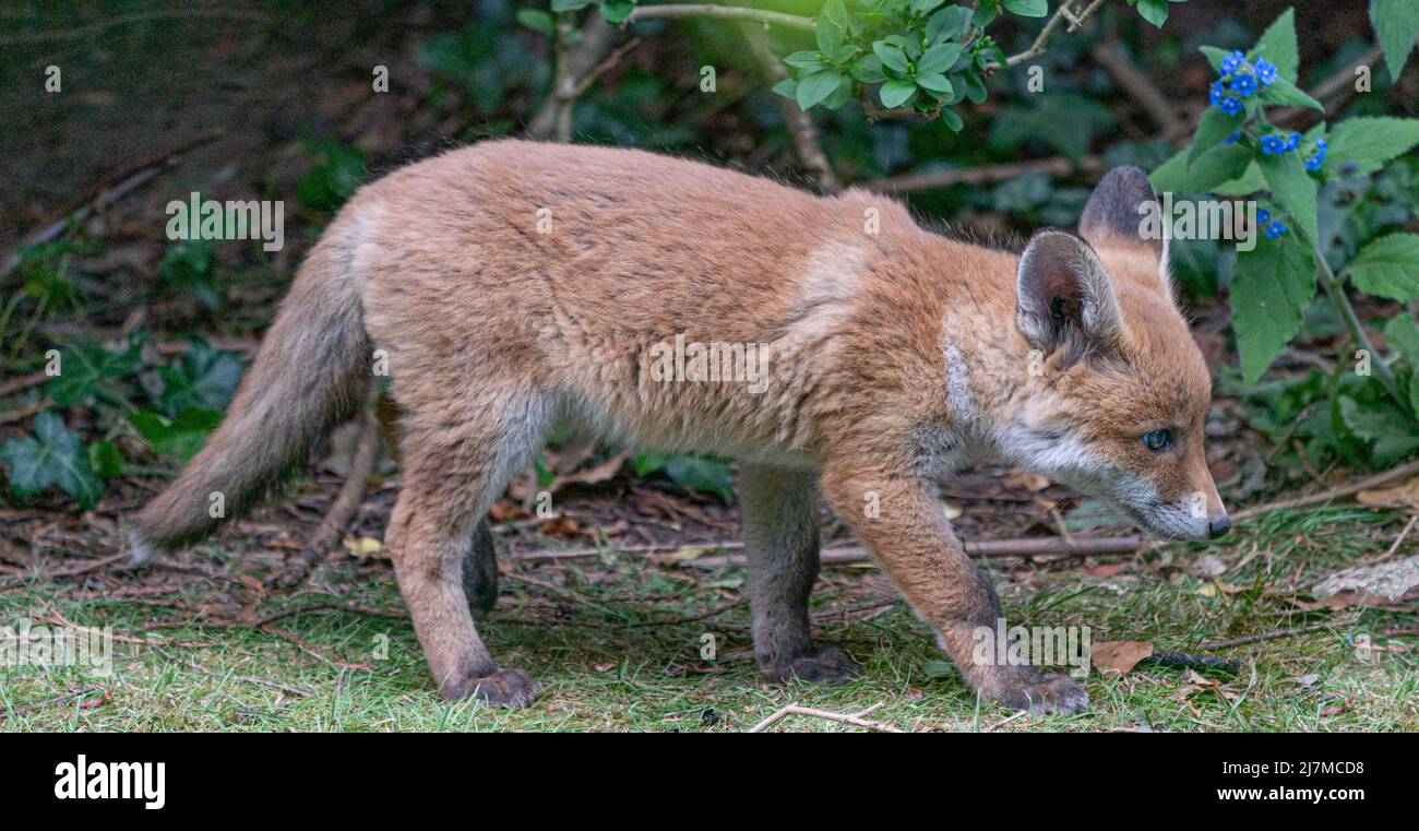 fox cub playing outdoors Stock Photo - Alamy