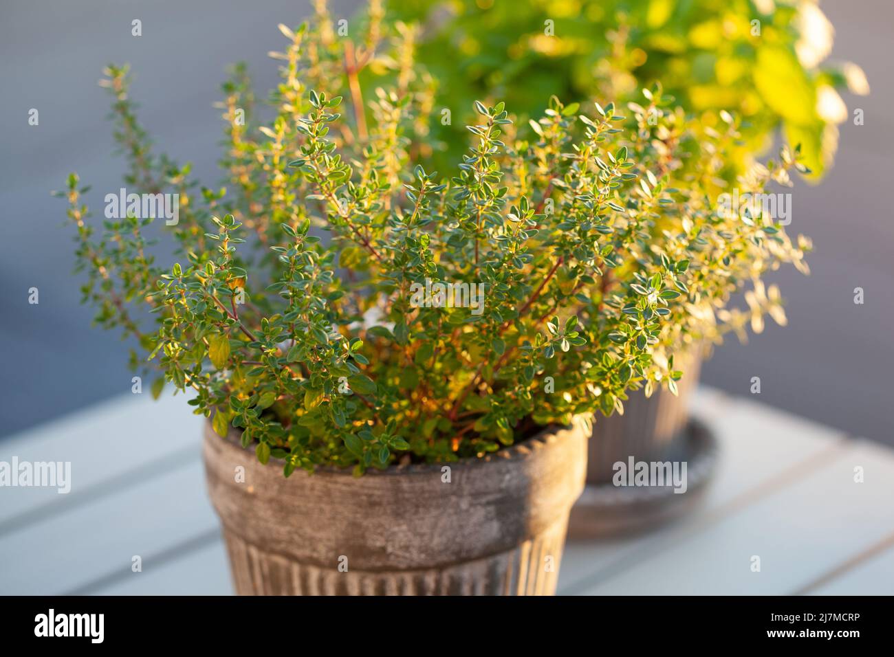 lemon balm (melissa) and thyme herb in flowerpot on balcony, urban ...