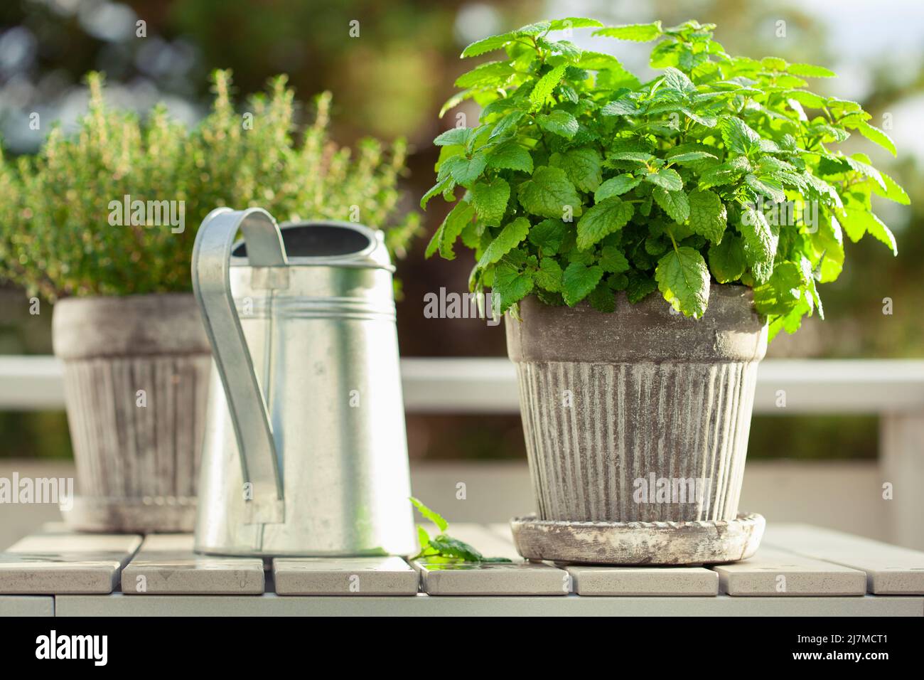 lemon balm (melissa) and thyme herb in flowerpot on balcony, urban ...
