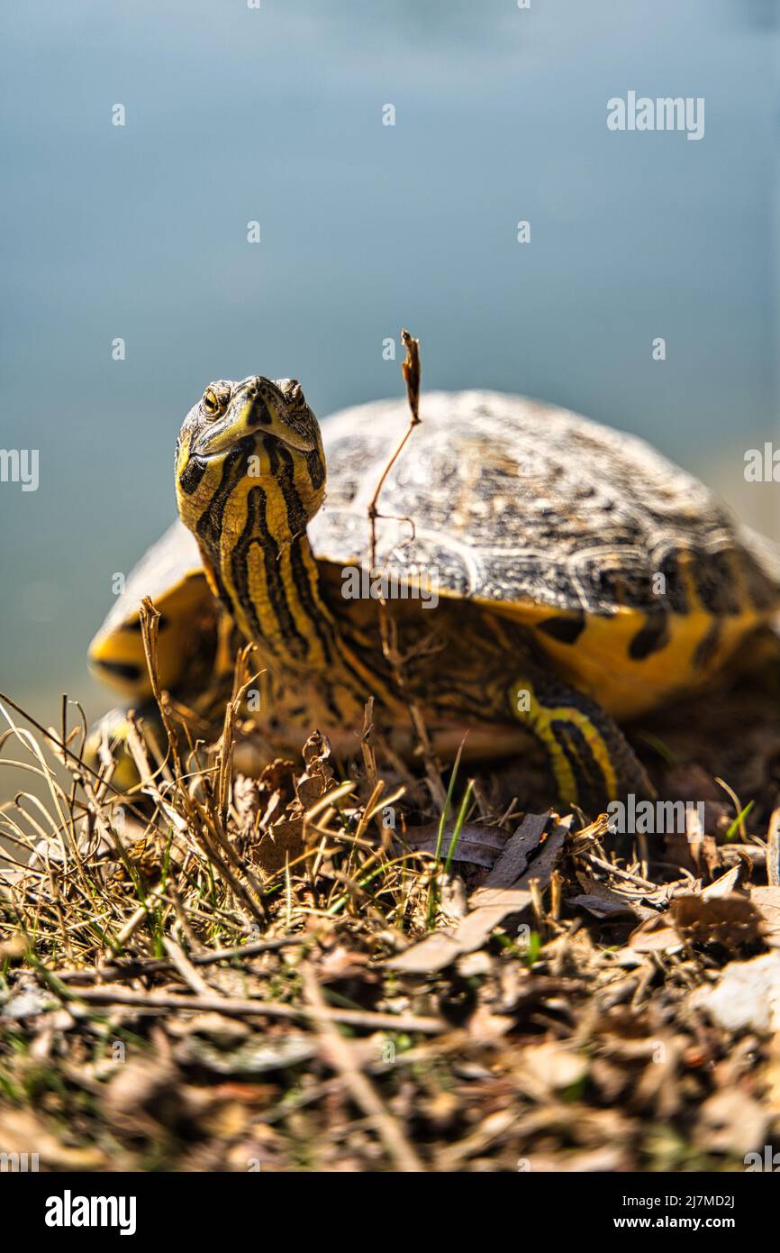 Turtle sitting by the lake Stock Photo - Alamy