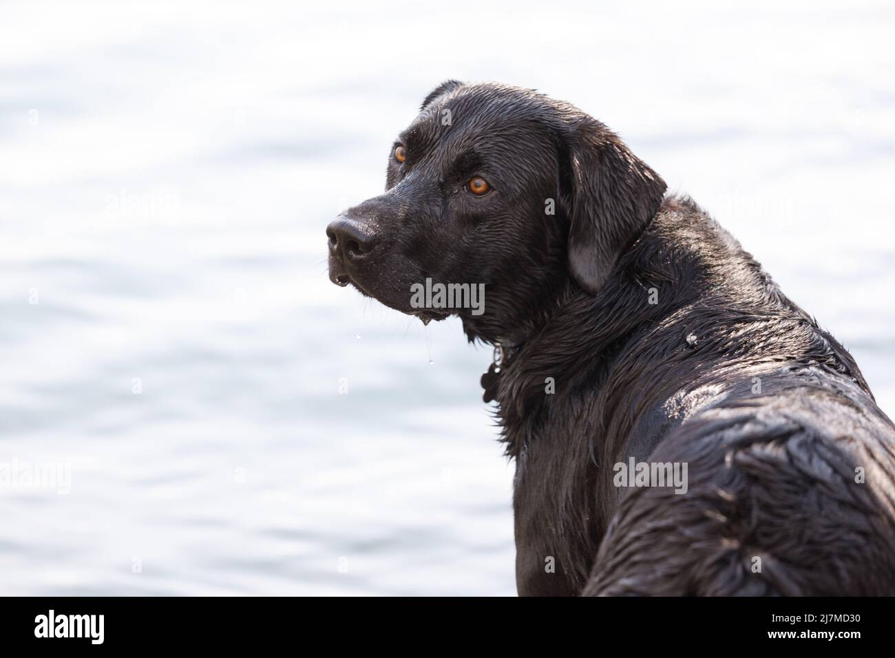 Beesly the black lab Stock Photo - Alamy