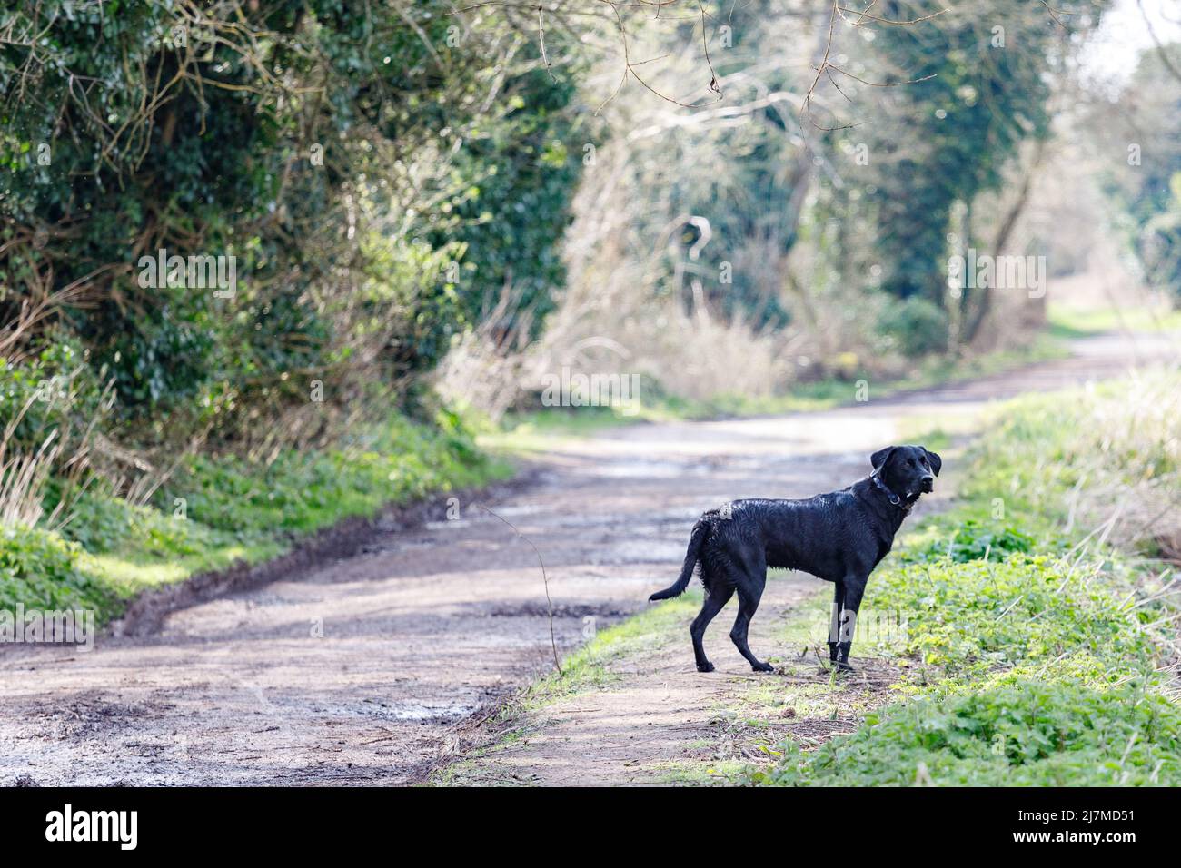 Beesly the black lab Stock Photo - Alamy
