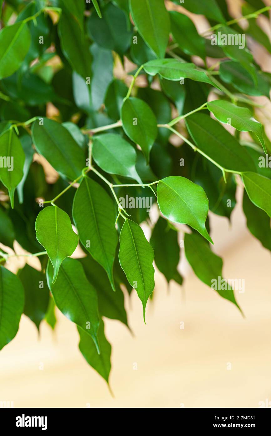 ficus benjamina large green houseplant Stock Photo - Alamy