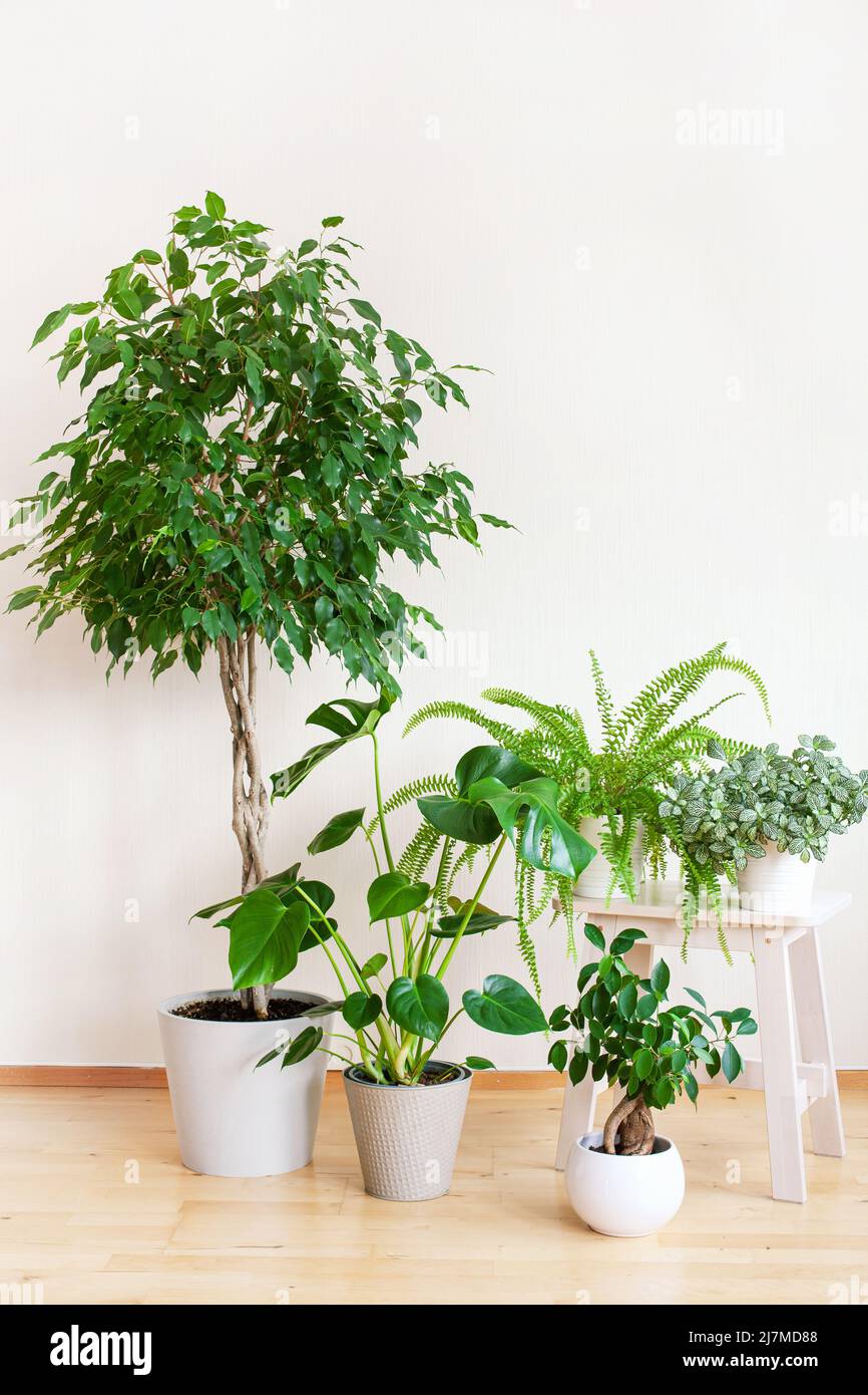 houseplants ficus benjamina, fittonia, monstera, nephrolepis and ficus ...