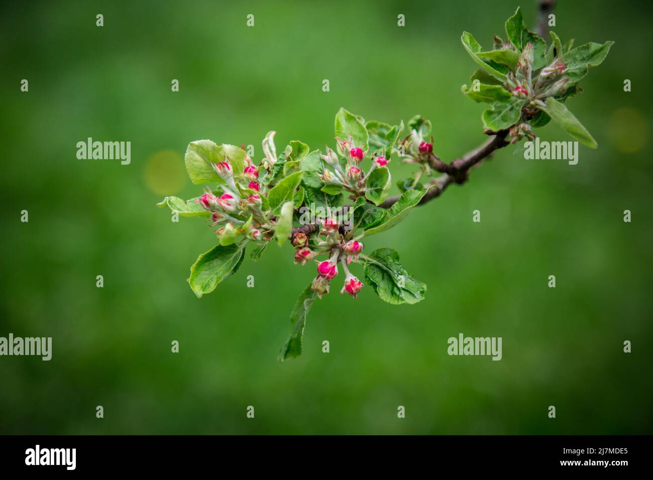 Wild apple tree blooms hi-res stock photography and images - Alamy