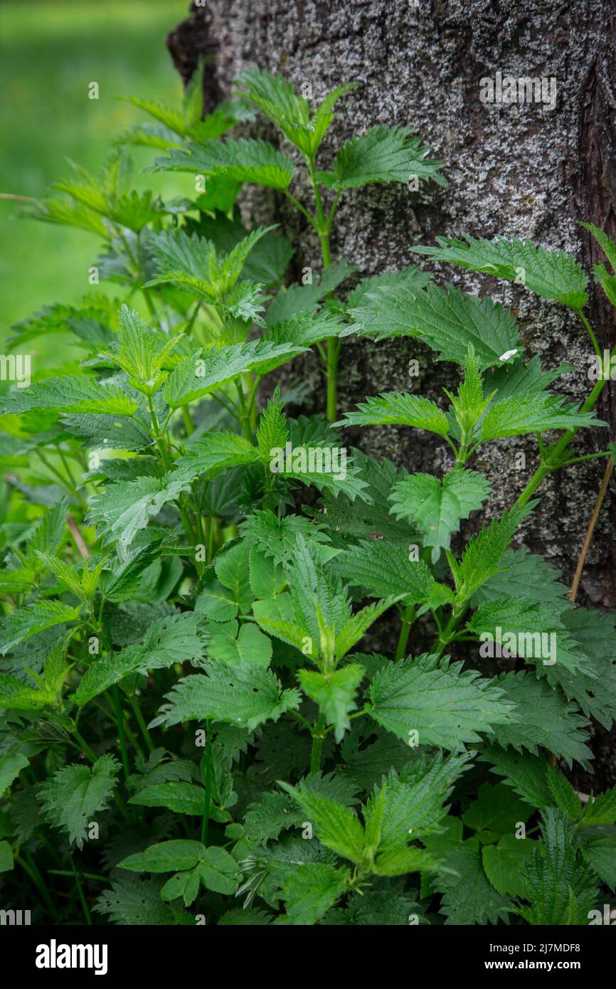 Tares gardening hi-res stock photography and images - Alamy