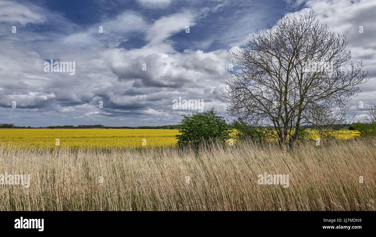 Duffus Castle, Moray Stock Photo - Alamy