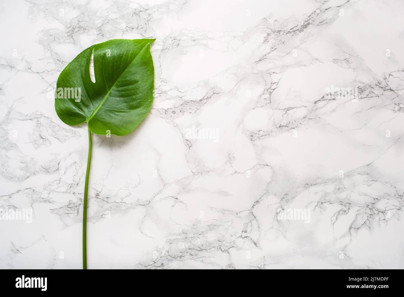 monstera leaf tropical plant on gray marble background Stock Photo - Alamy