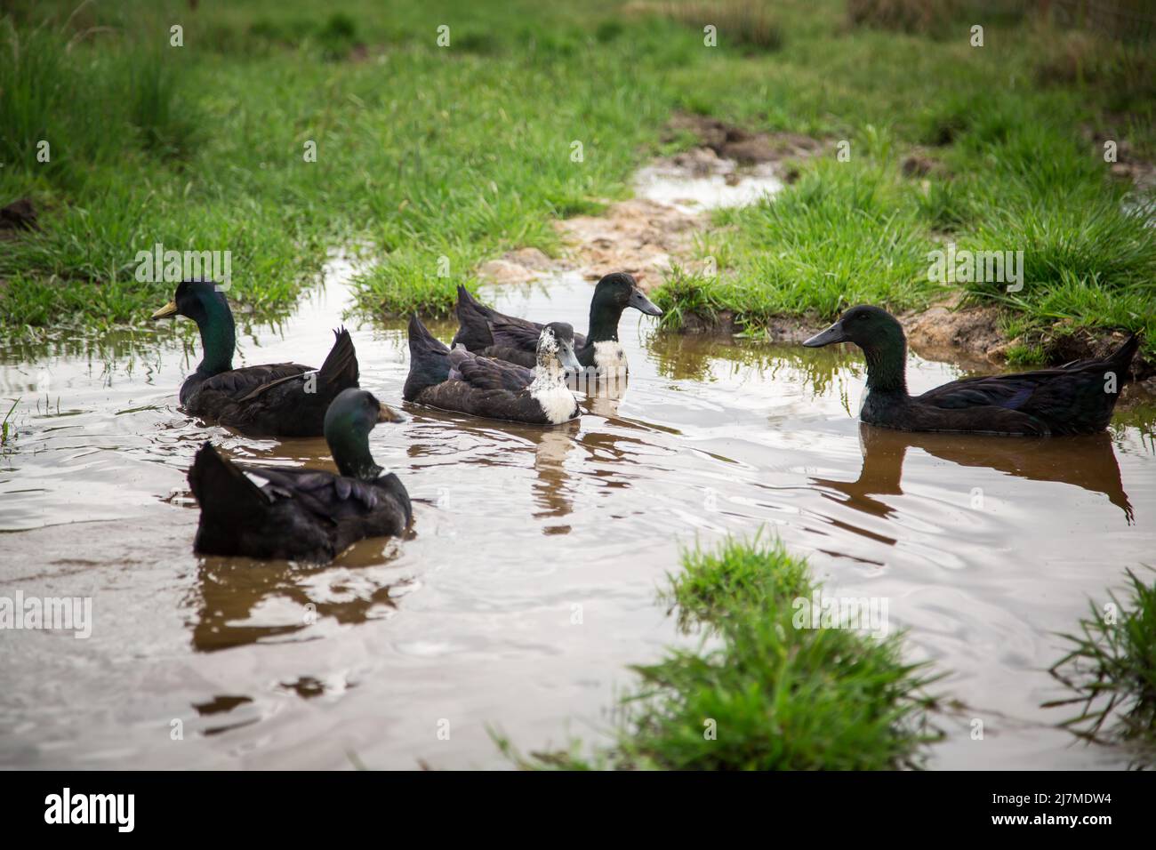 Free range ducks hi-res stock photography and images - Alamy