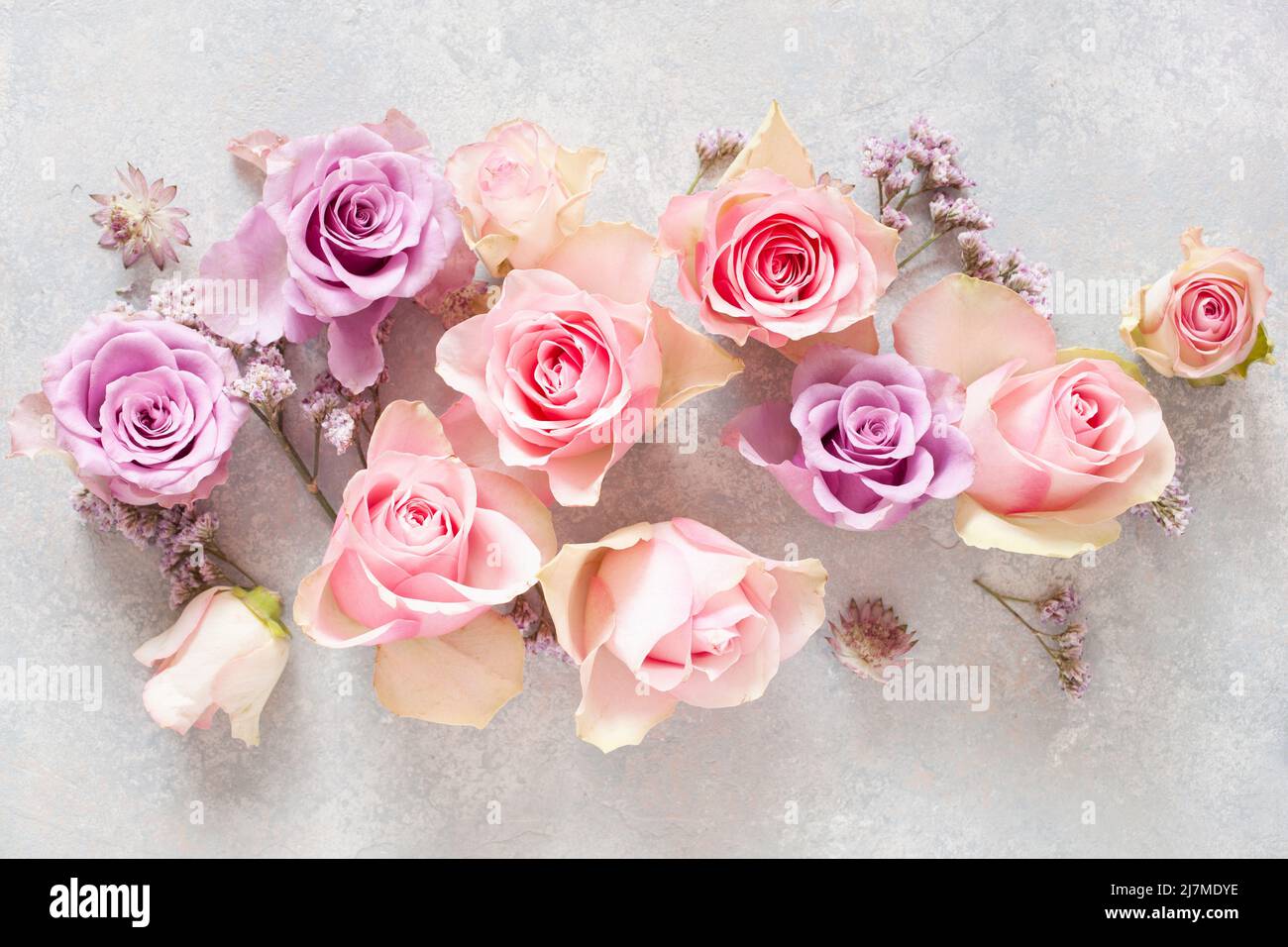 beautiful pink rose flowers background Stock Photo - Alamy