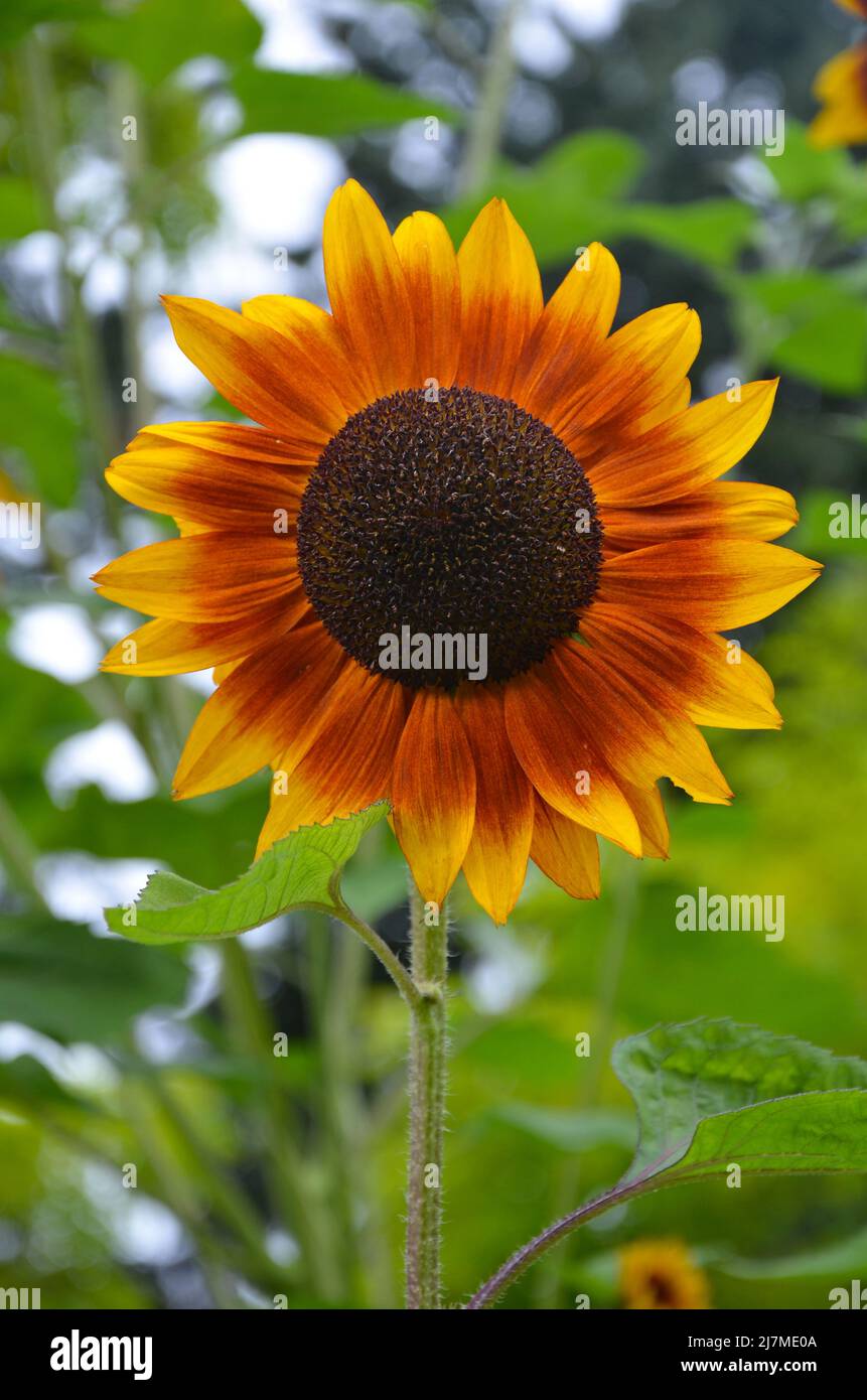 Orange and yellow sunflower in summer garden Stock Photo - Alamy
