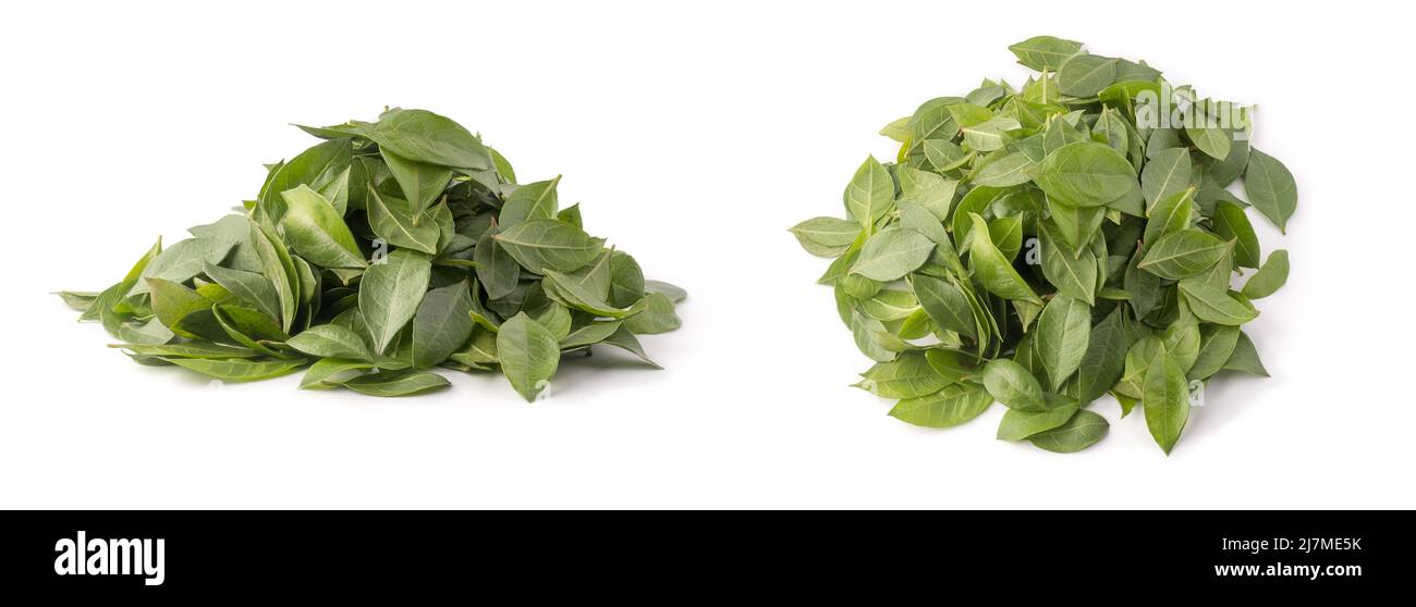 pile of fresh henna also known as mehndi leaves, herbal leaves isolated ...